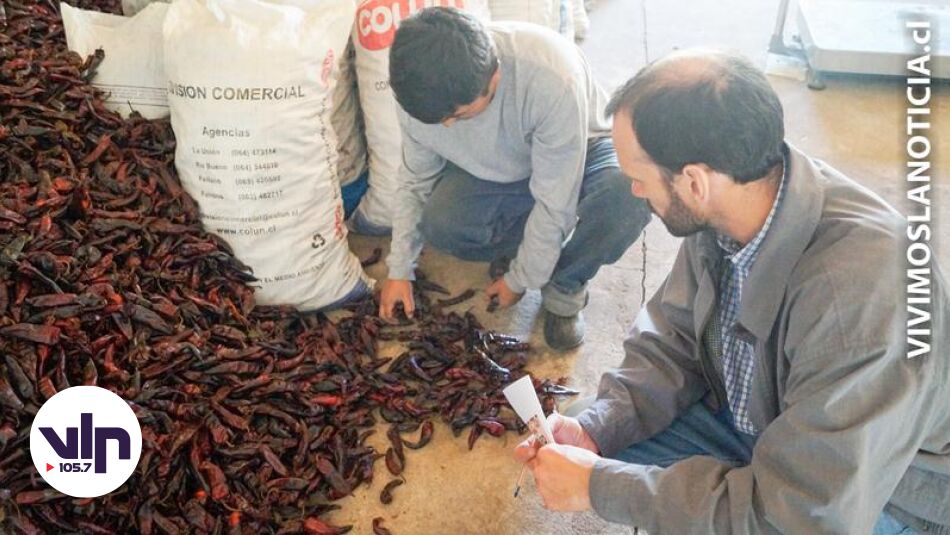 Investigadores potenciarán cultivos del ají “cacho de cabra ...