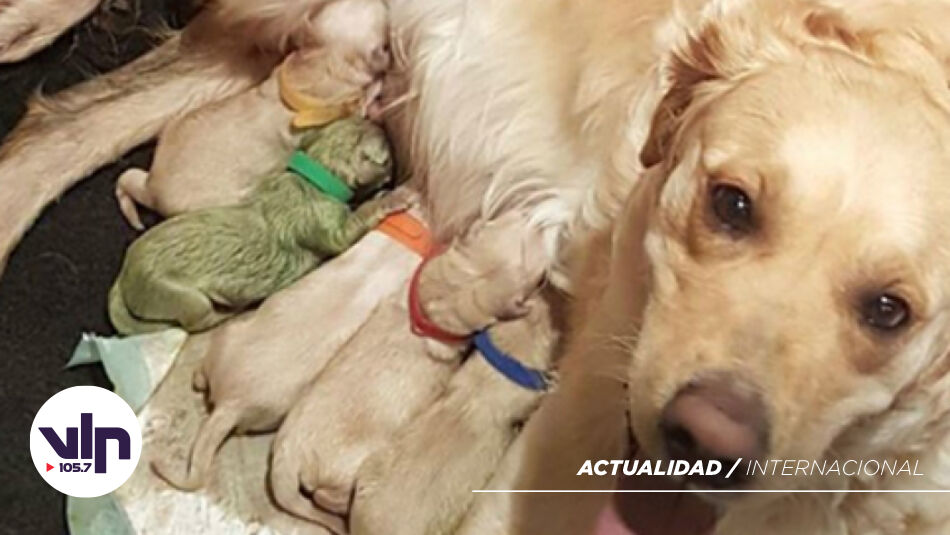Es verdad: Nace un perro de color verde en Escocia | Actualidad | VLN Radio
