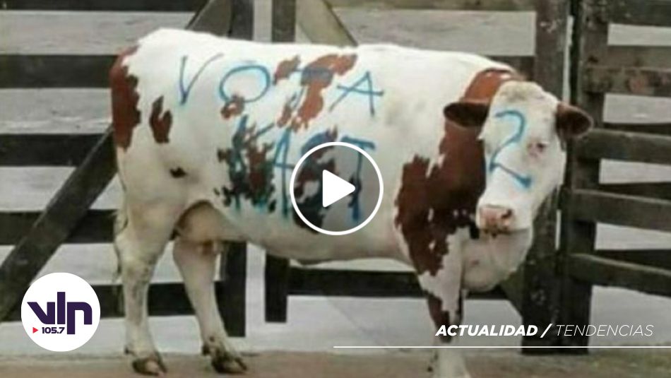 Crueldad animal: Partidarios de Kast rayan animal en subasta para ...