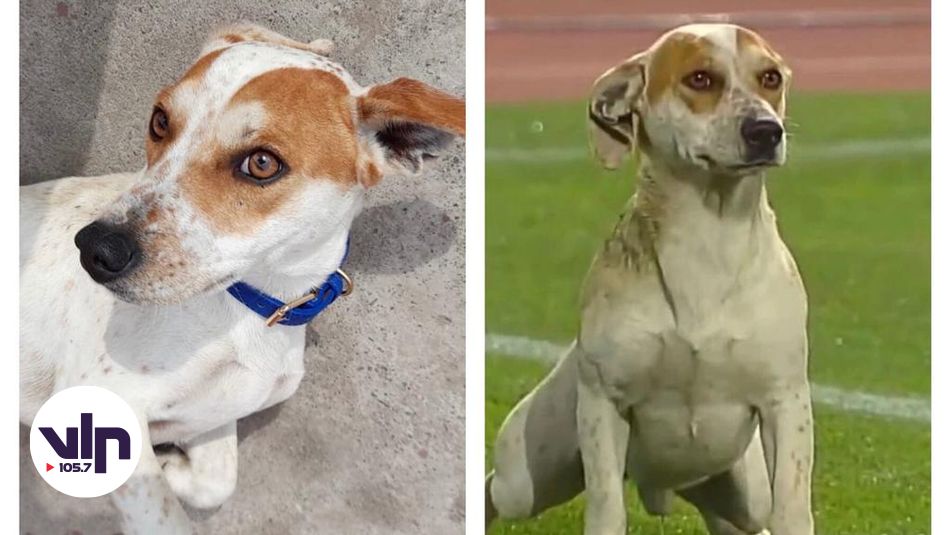 ¡Vuelve Johnny! Paticorta incentivará a la adopción en partido de ...
