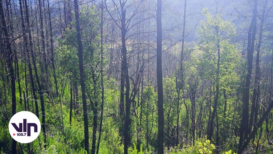 Pinos amenazan la supervivencia del ruil, árbol nativo en peligro de ...